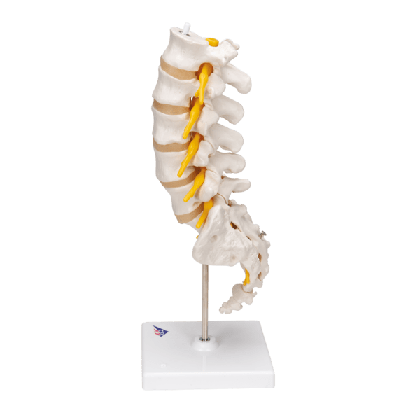 Your career at 3B Scientific